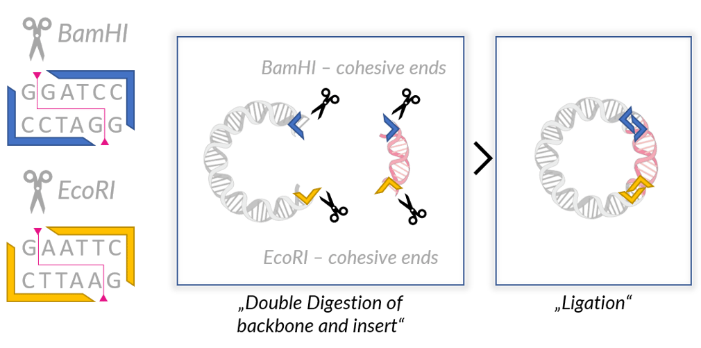 FastGene Double Digest - One Reaction, Two Cuts!
