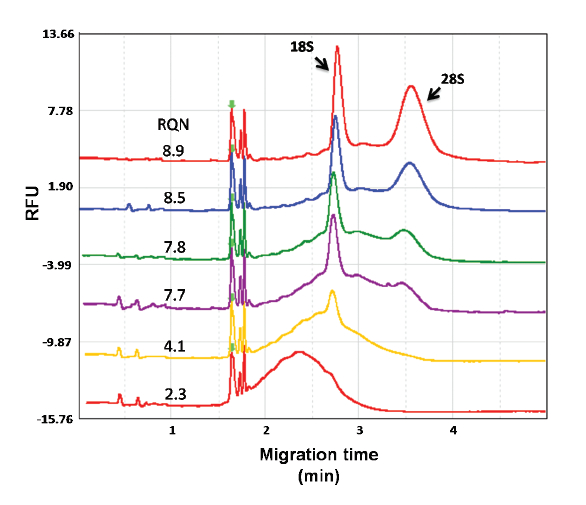 Qsep Bio-Fragment Analyzer: NGS Library Validation Using Automated ...